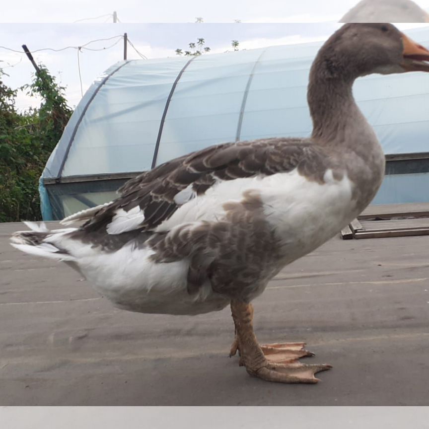 Продам гусей на племя