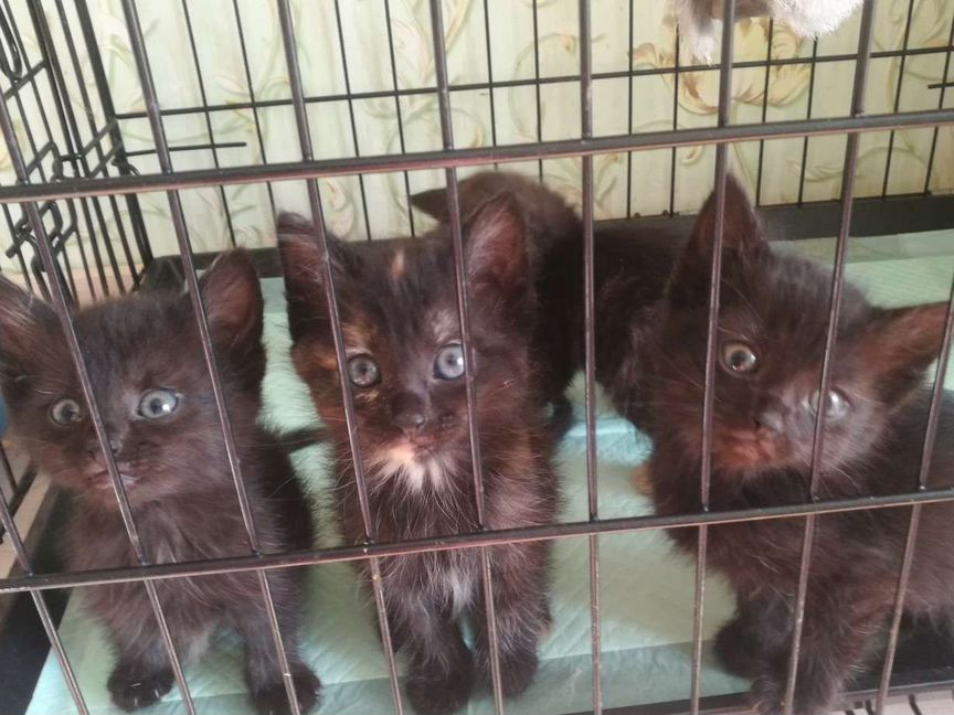 Самые маленькие котята на мусорке