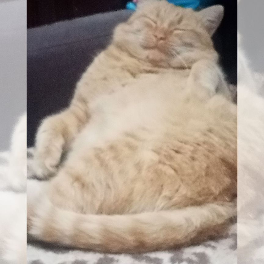 Мейн-кун котёнок