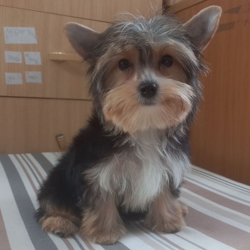 Йоркширский терьер, щенок