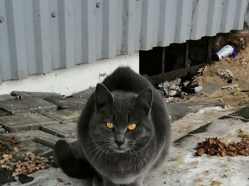 Котик в добрые руки