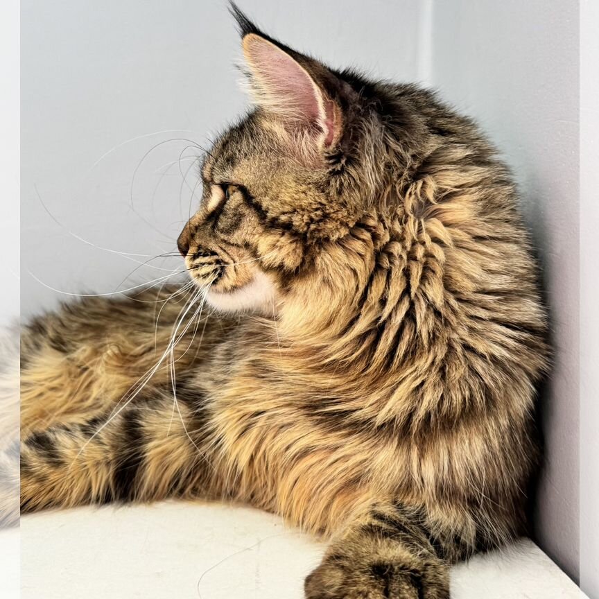 Мейн-кун, кот вязка