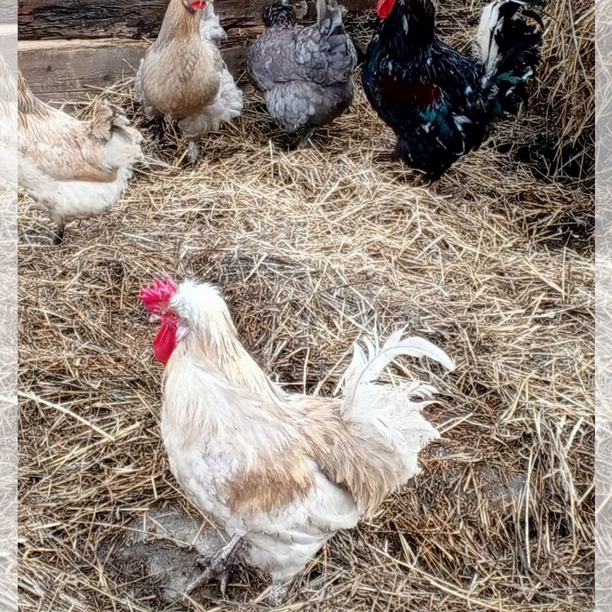 Петухи породы, русская хохлатка. Замена крови