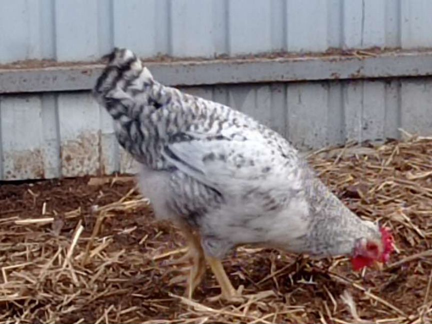 Молодые индюки и петухи