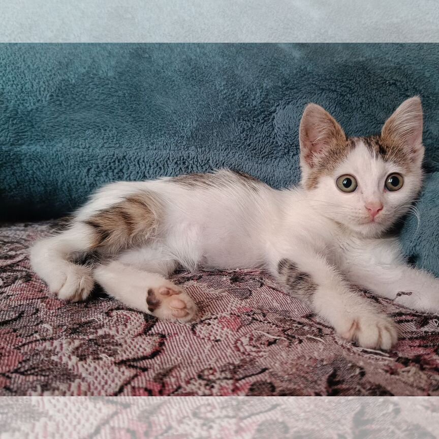 Котенок в добрые руки