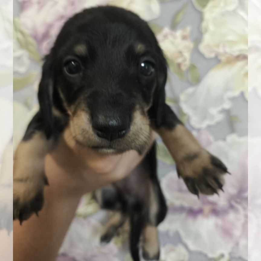 Такса, щенок