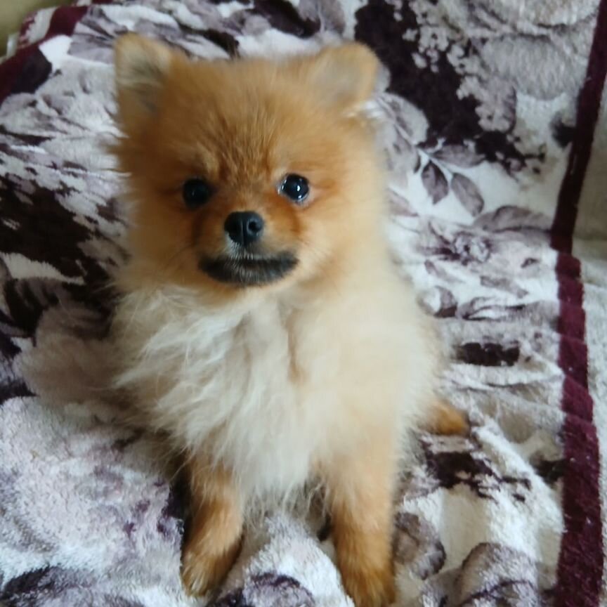 Померанский шпиц мини мальчик