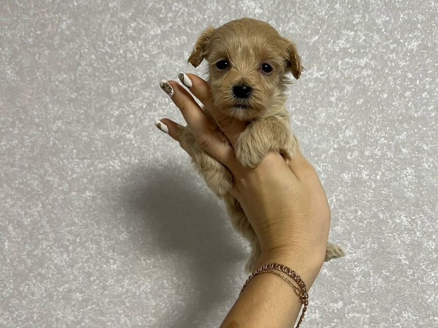 Мальтипу ф1 микро девочка карамель на декабрь