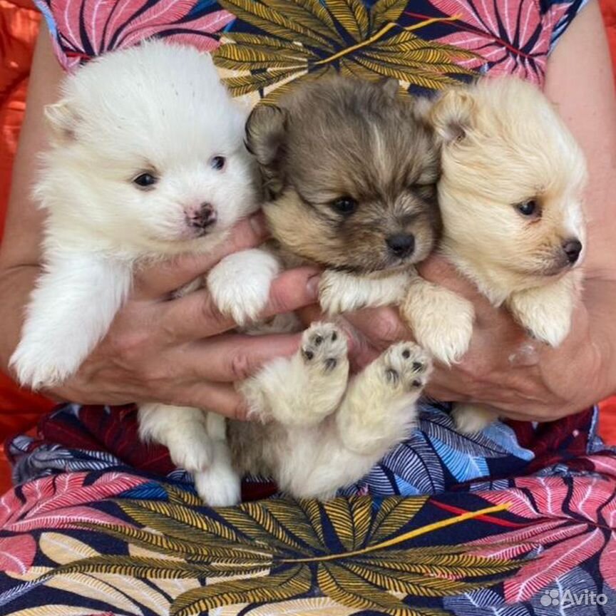 Померанский шпиц пати - коллор