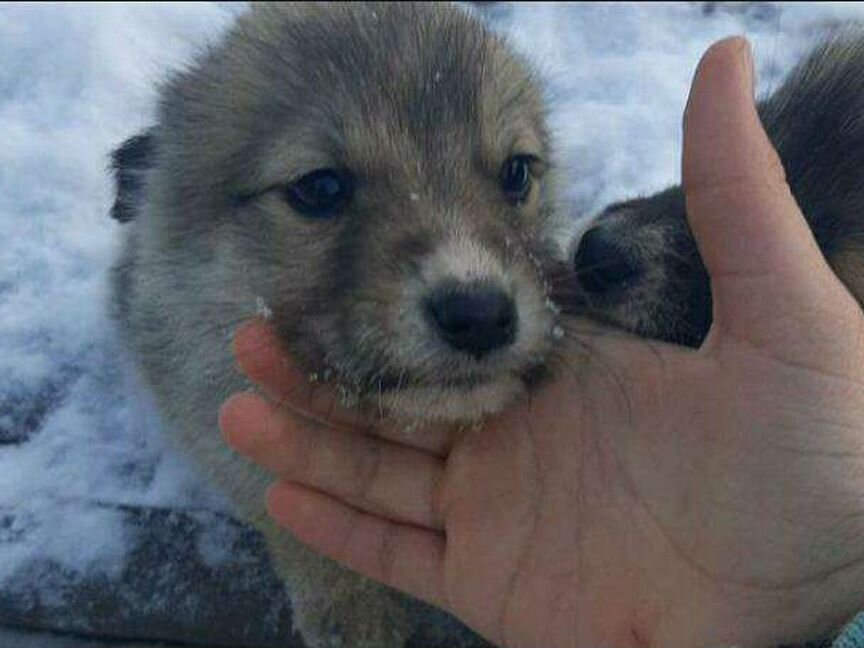 Собака