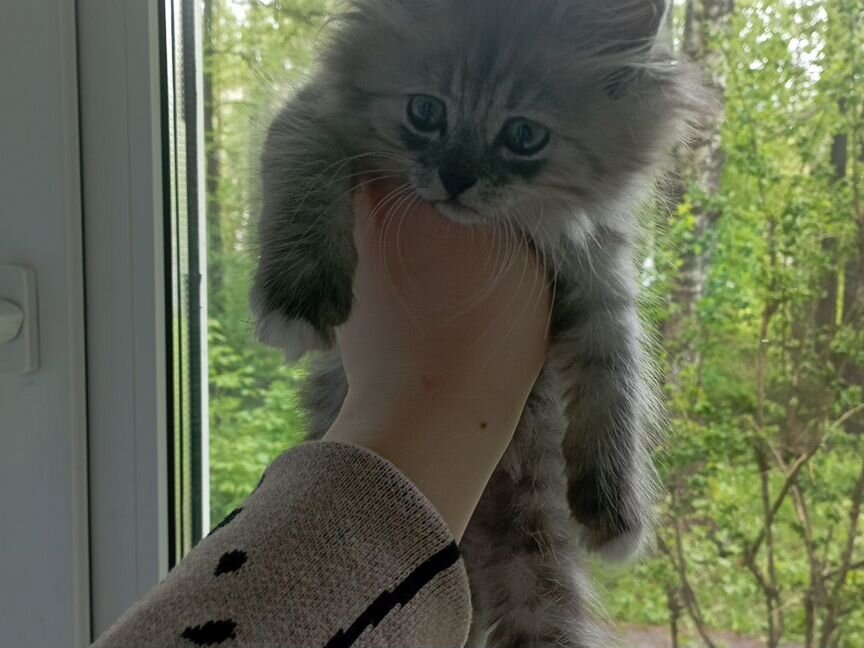 Отдам киску в добрые руки