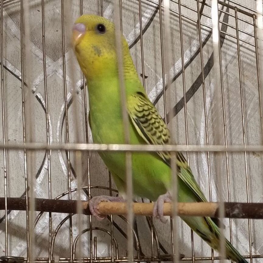 Волнистый попугай