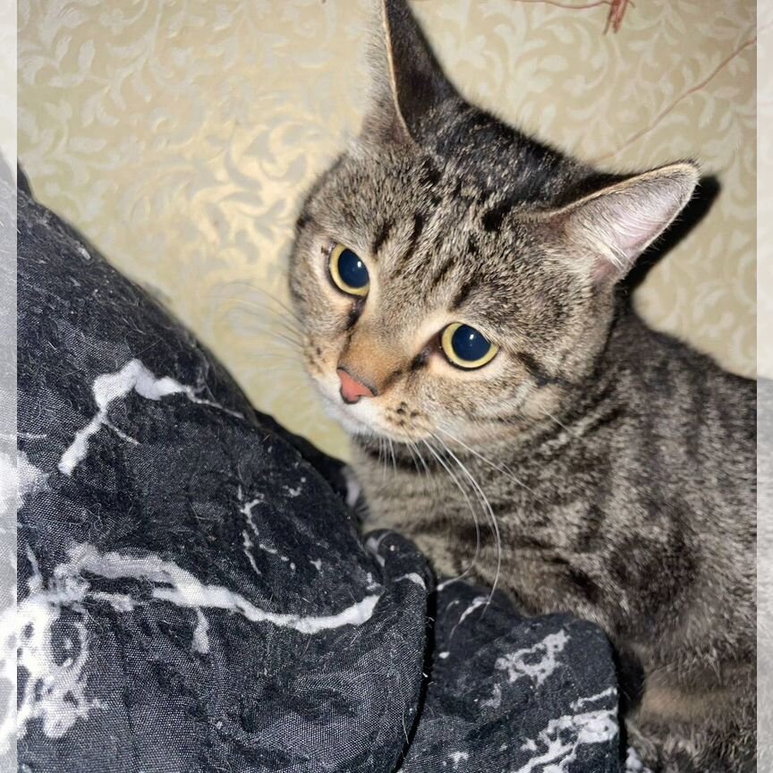 Отдам кота в добрые руки