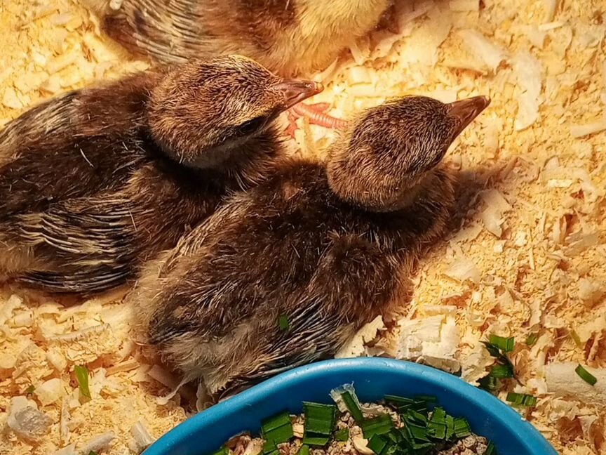 Павлинята и перепела