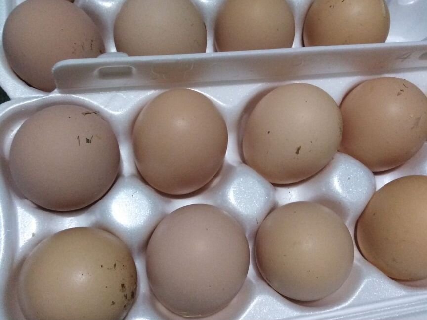 Инкубационное яйцо Кучинской юбилейной