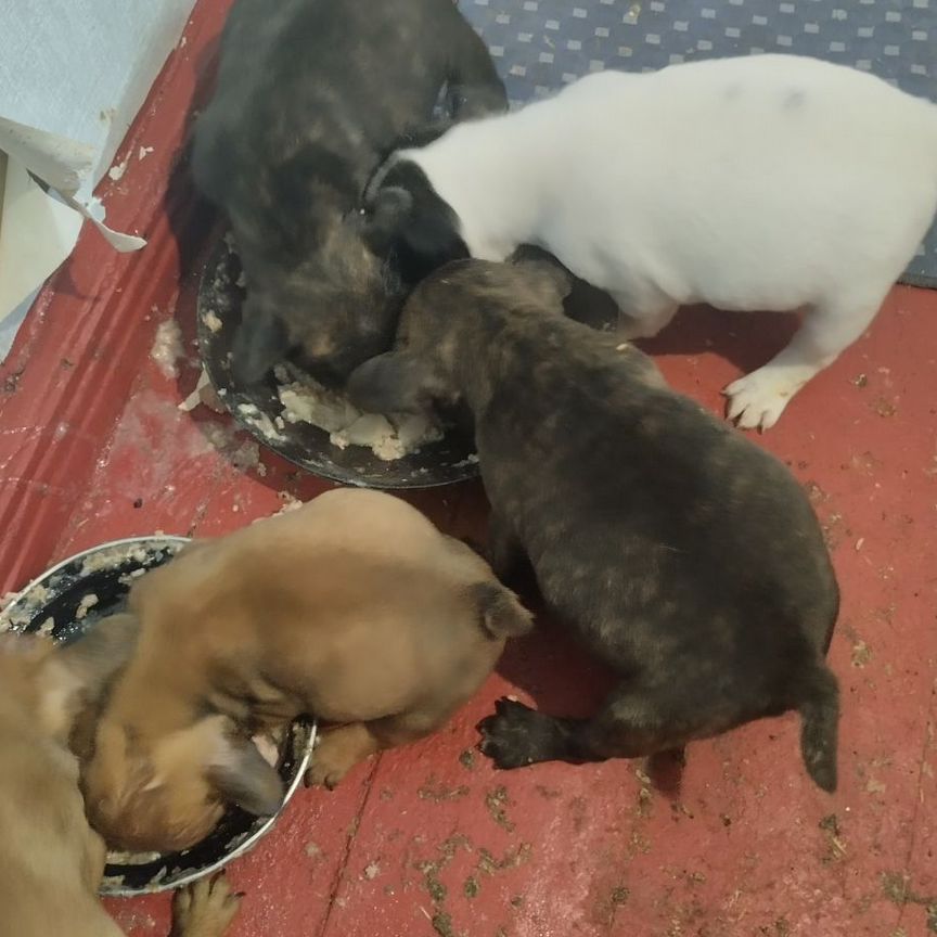 Французский бульдог, щенок