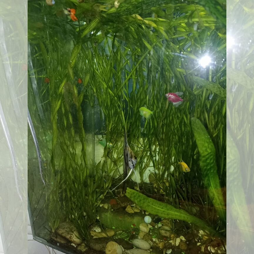 Аквариумные растения