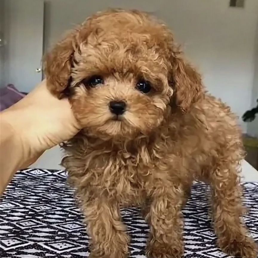 Мальтипу мальчие и девочка мини