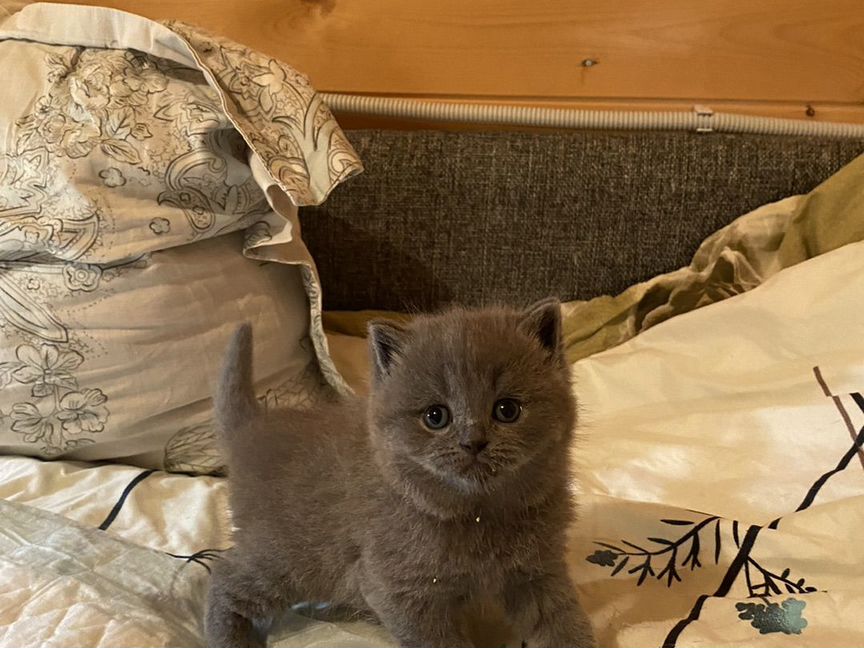 Великолепные Шотландские Котятки