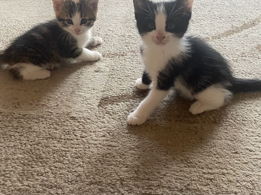 Котята 1.5 мес, отдам в хорошие руки