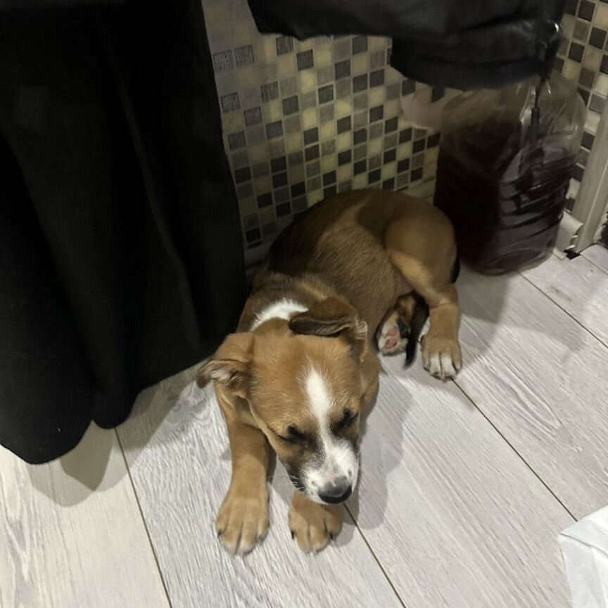 Щенок стаффорда бесплатно