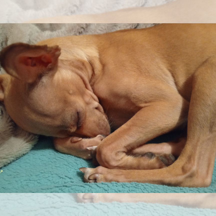 Русский той-терьер, взрослая собака