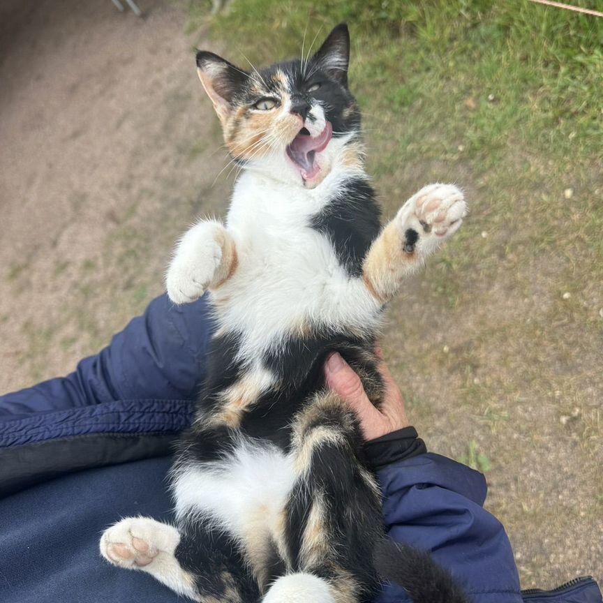 Котёнок в добрые руки