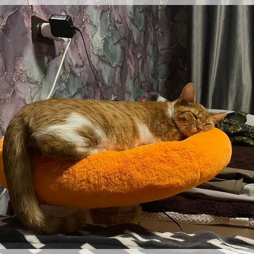 Отдам котенка в добрые руки