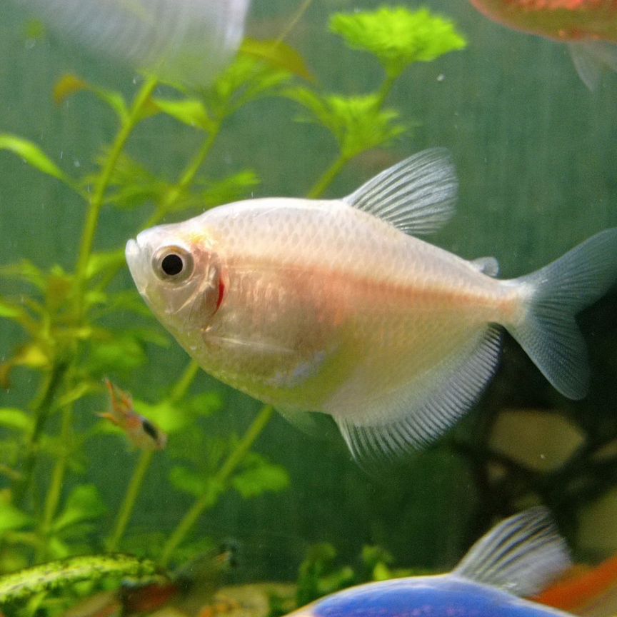 Тернеции обмен