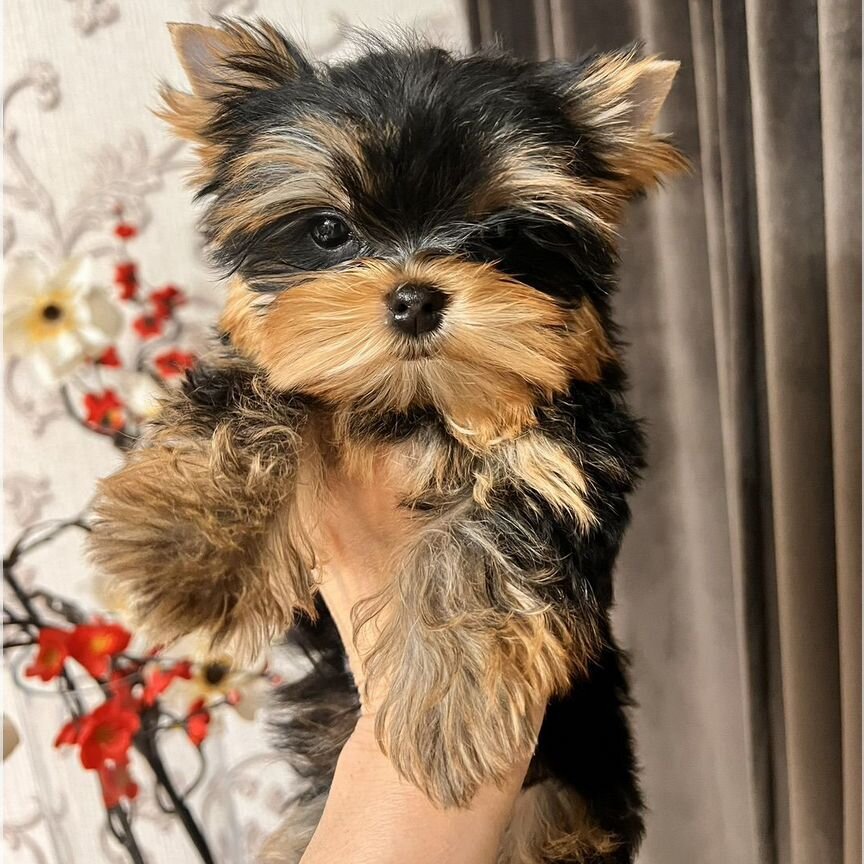 Йоркширский терьер, щенок