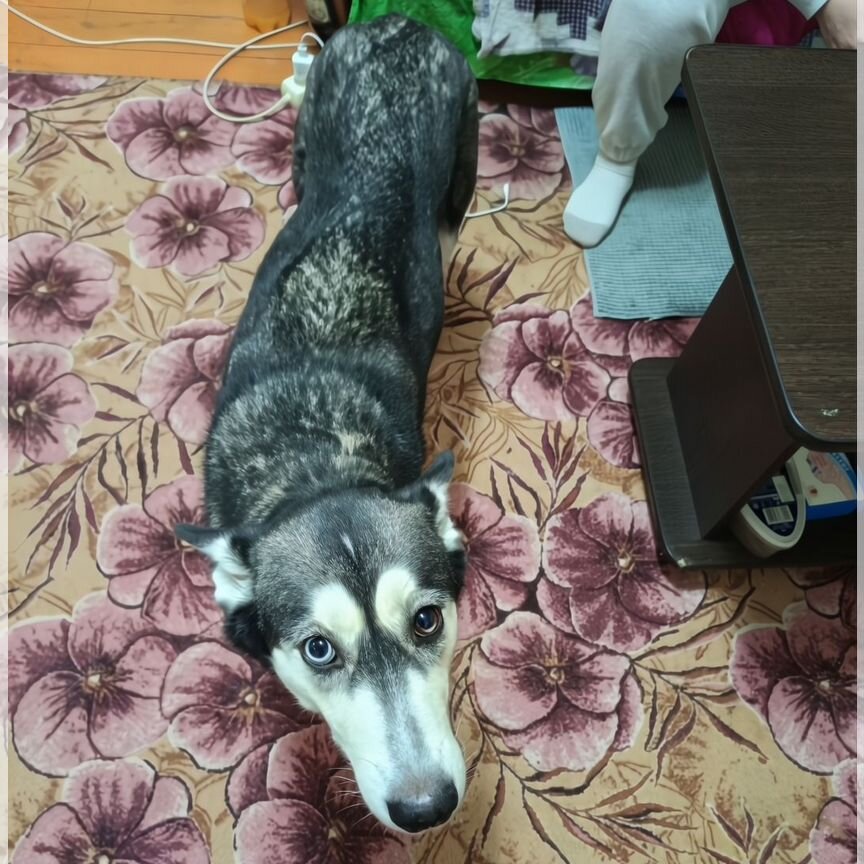 Сибирский хаски, взрослая собака