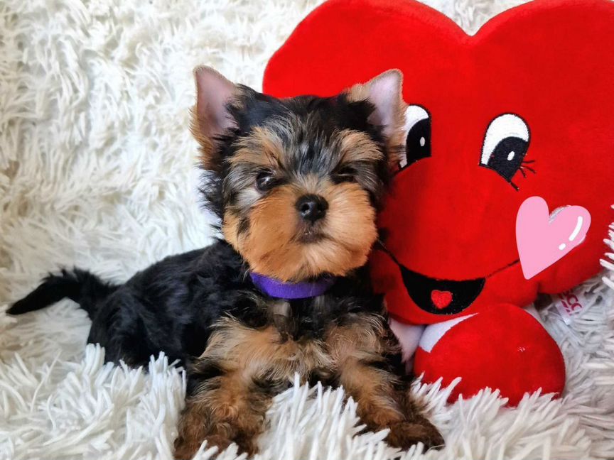 Йоркширский терьер