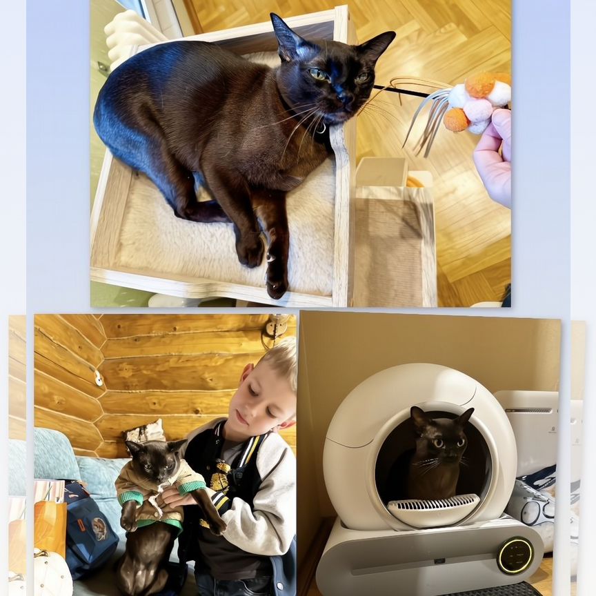 Европейская бурманская, взрослая кошка