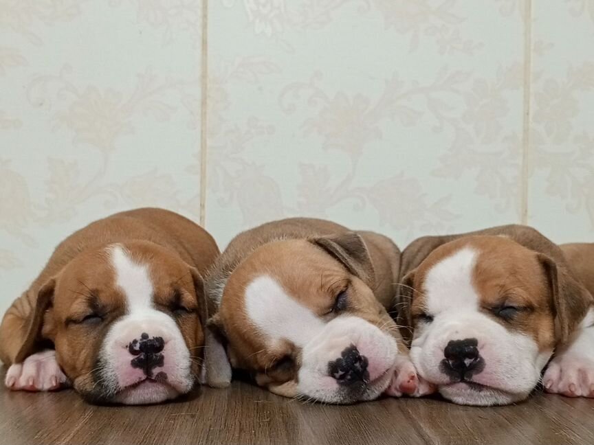 Щенки американского стаффтерьера