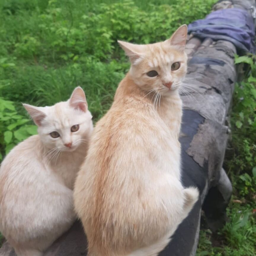 Кошки