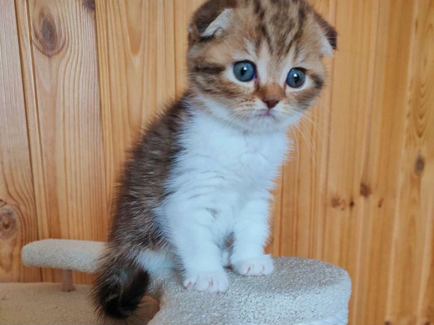Шотландская вислоухая кошка
