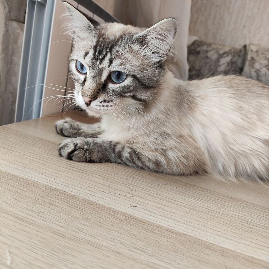 Котик бесплатно