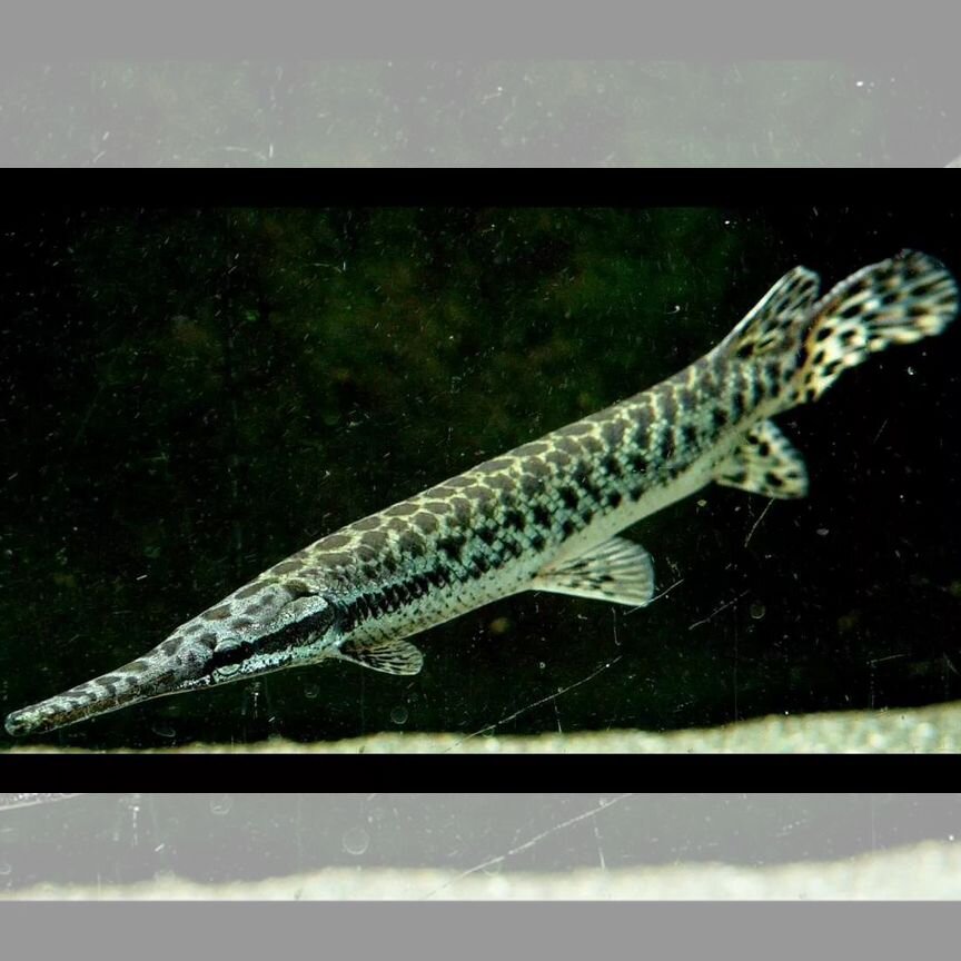 Щука панцирная аквариумная