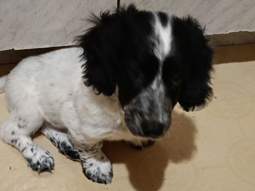 Русский спаниель(помесь)