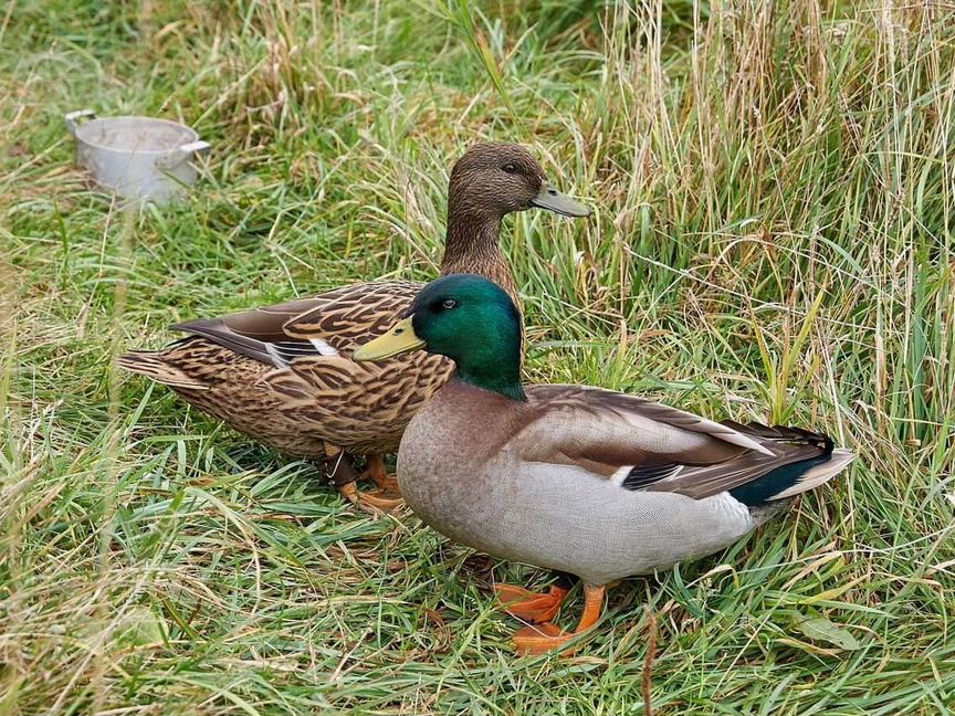 Утки подсадные