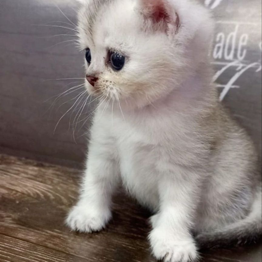 Шотландский котик