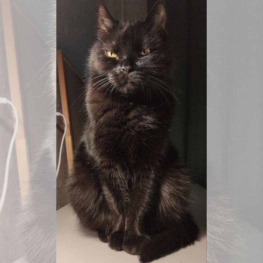 Котик ищет дом