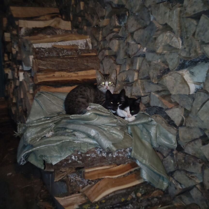 Котята на улице