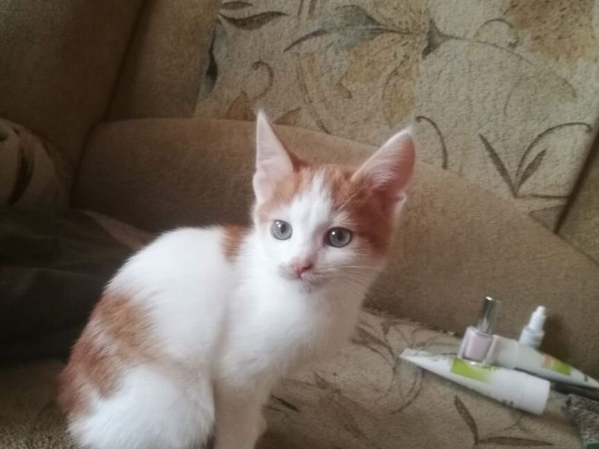 Кошки в добрые руки бесплатно