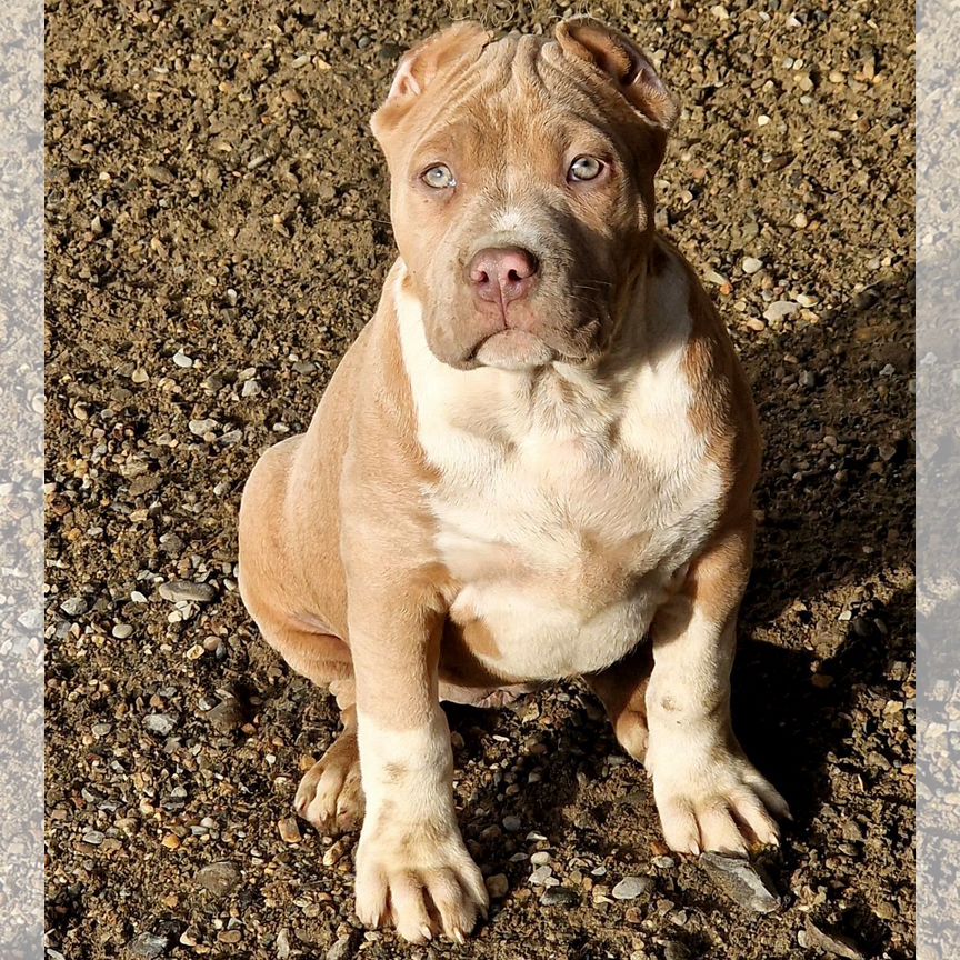 Американский булли, щенок