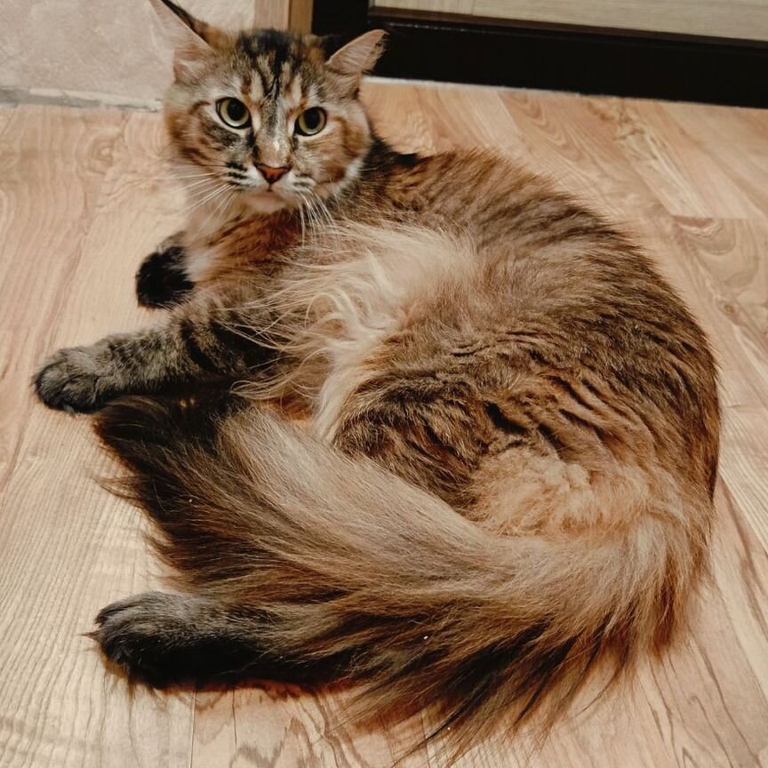 Кошка Мейн-Кун полидакт