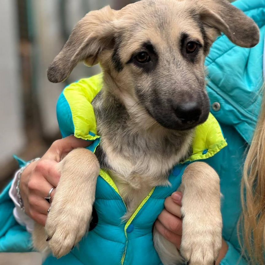 Нафаня, щенок из приюта в добрые руки