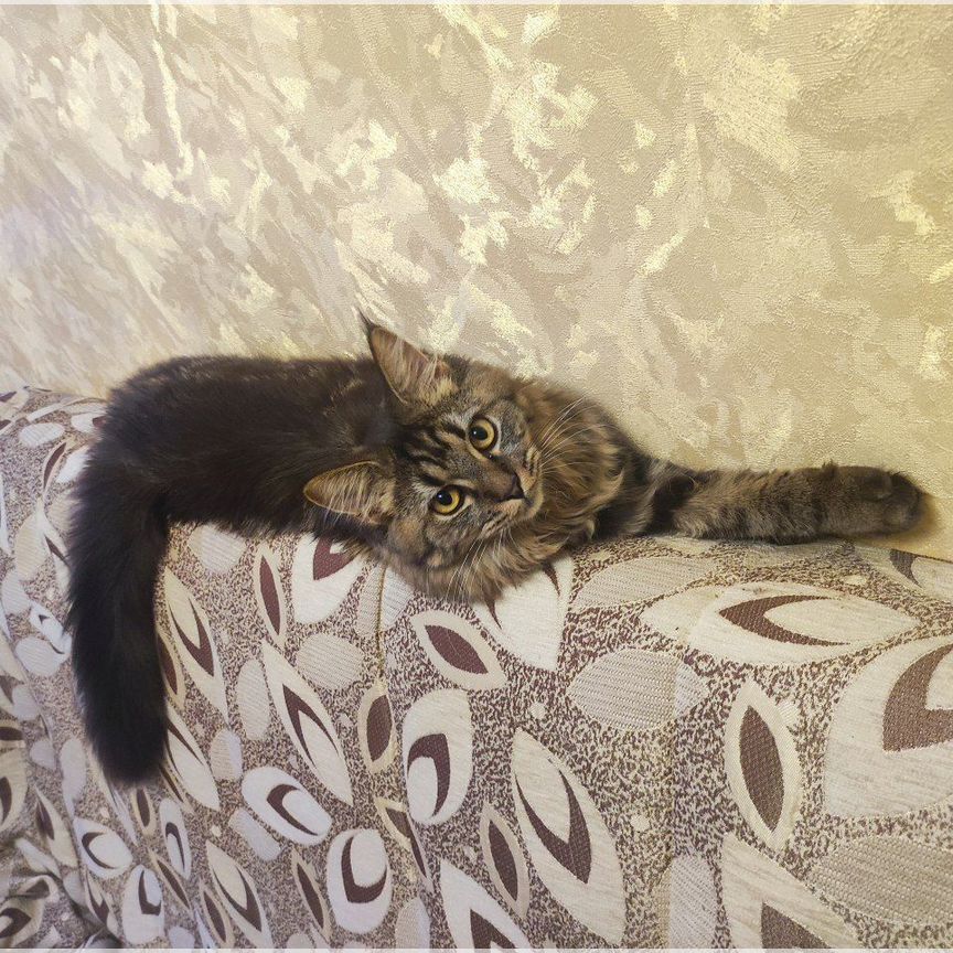 Кошка мейн-кун бесплатно