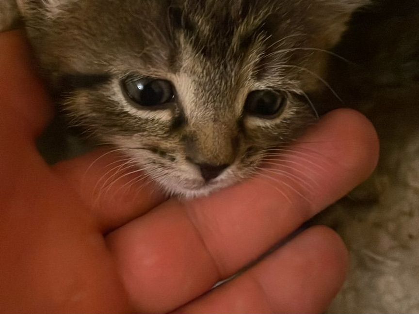 Котята
