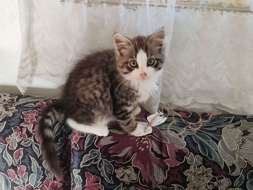 Пушистый котенок Гаврюша